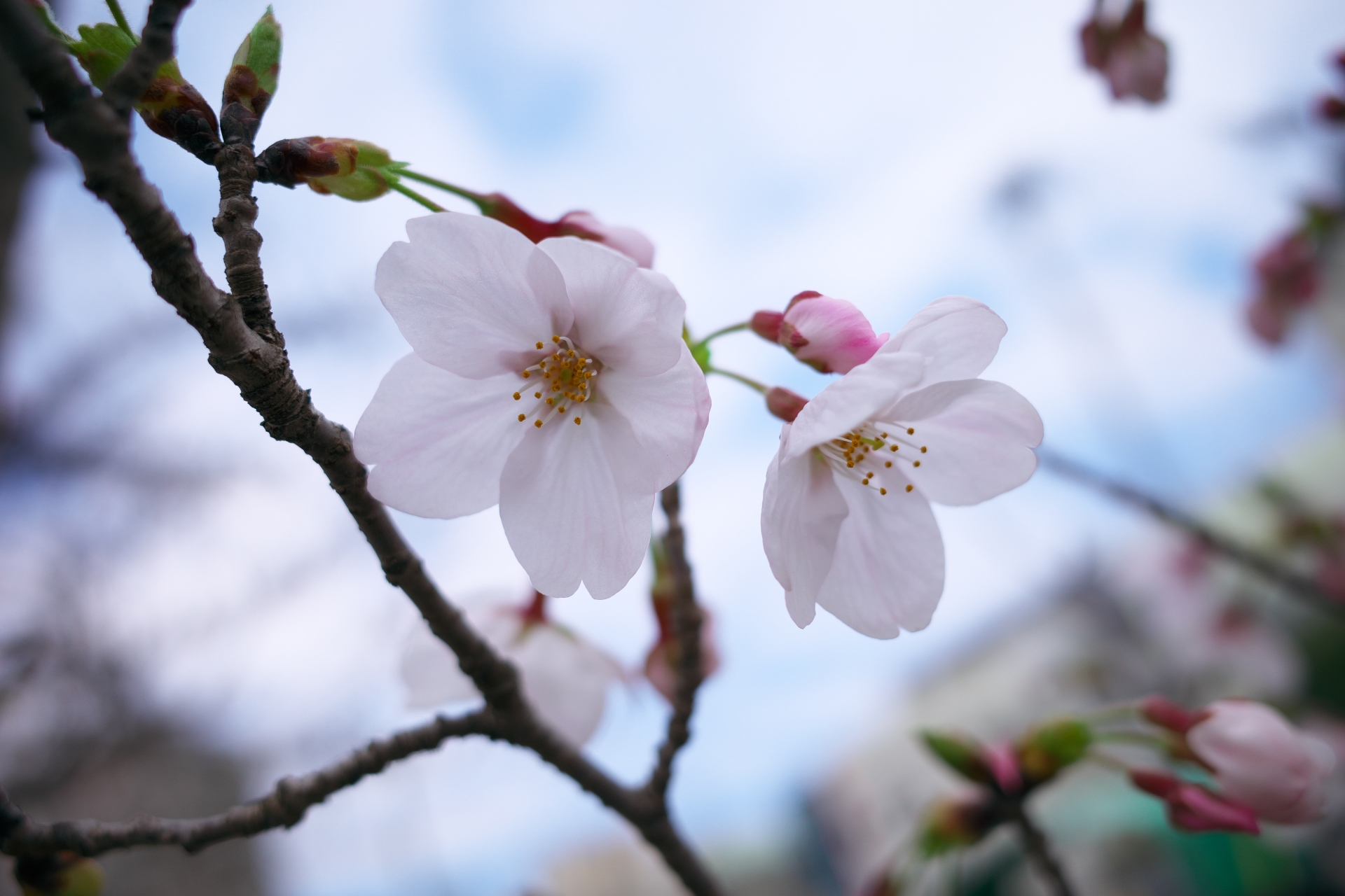 札幌で桜(ソメイヨシノ)の開花を観測!観測史上最も早い開花に 札幌速報